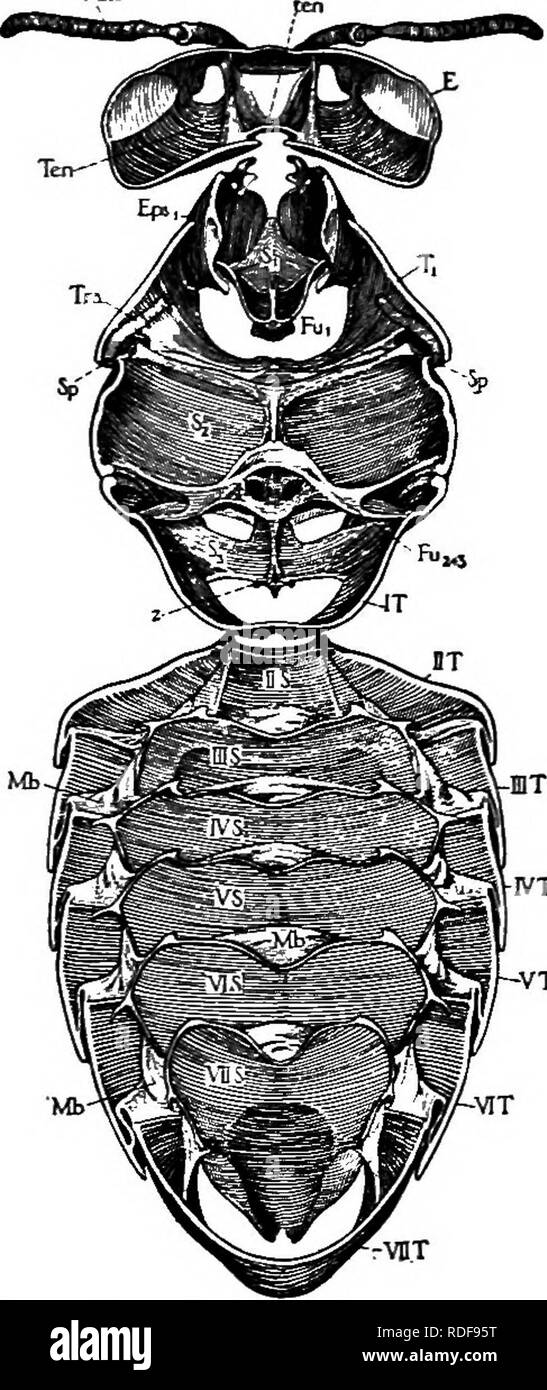 Honey bee thorax Black and White Stock Photos & Images - Alamy