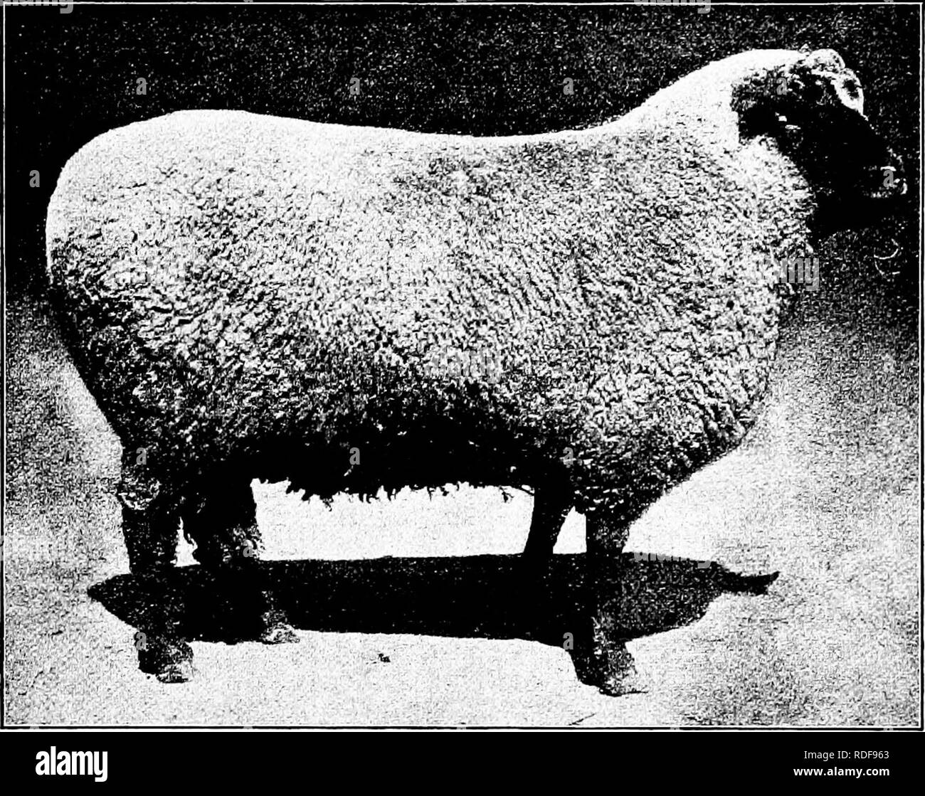 Mckerrow Black and White Stock Photos & Images - Alamy