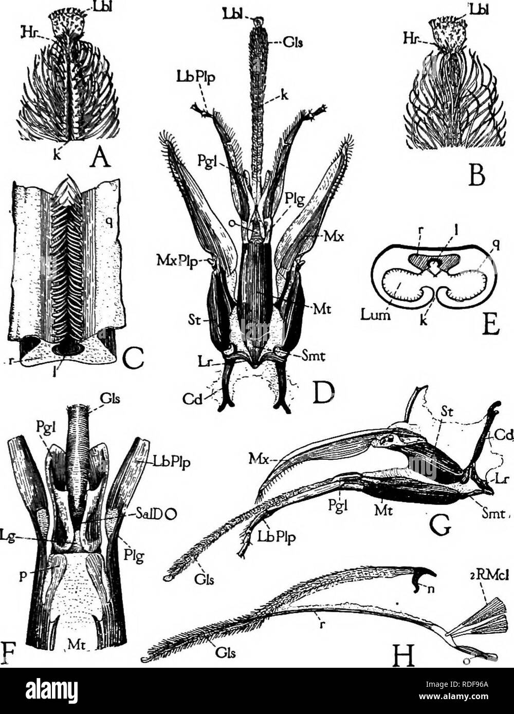 . Beekeeping; a discussion of the life of the honeybee and of the ...