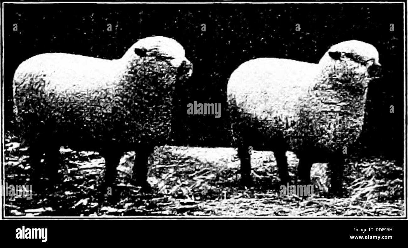 Oxford down sheep Black and White Stock Photos & Images - Alamy