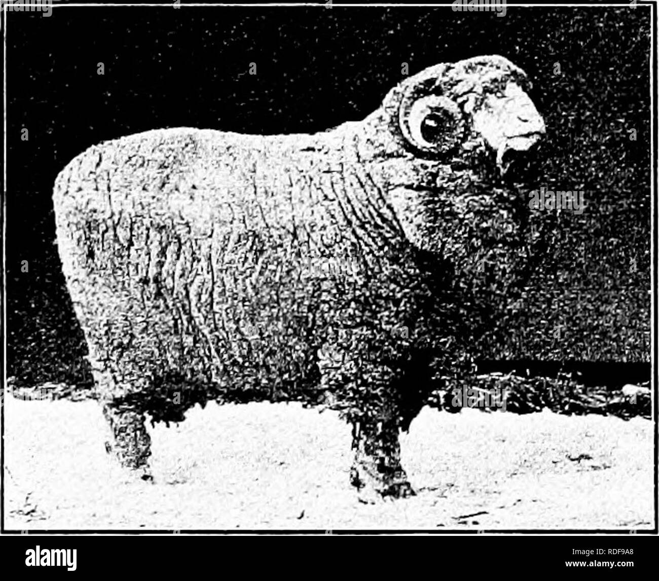 William davis sheep hi-res stock photography and images - Alamy