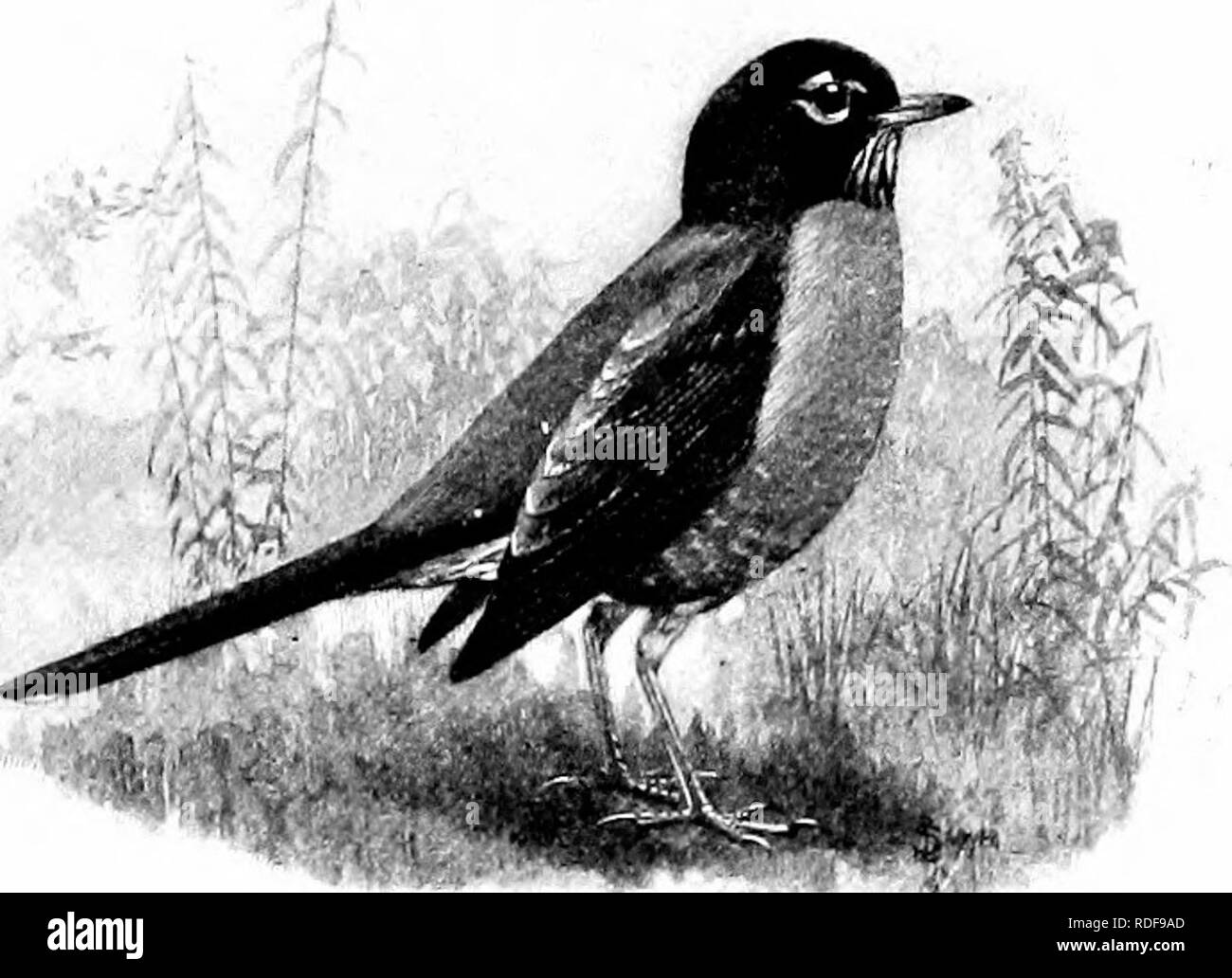 Singing insects of north america Black and White Stock Photos & Images ...