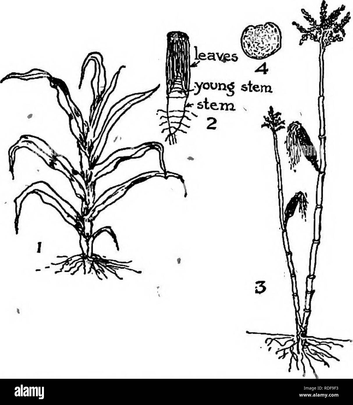. Field crops for the cotton-belt. Agriculture. PHYSIOLOGY OF THE CORN ...