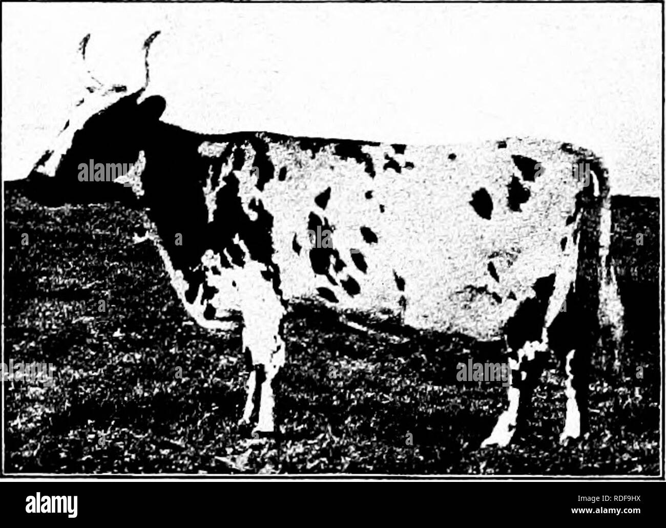. Types and breeds of farm animals . Livestock. THE AYRSHIRE 291 in a ...