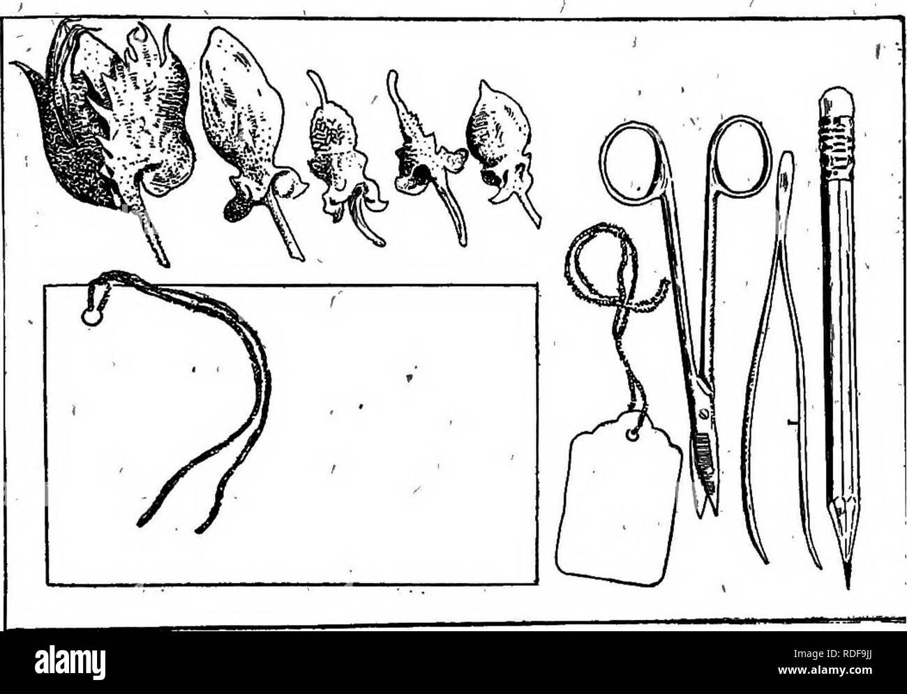 The emasculation hi-res stock photography and images - Alamy