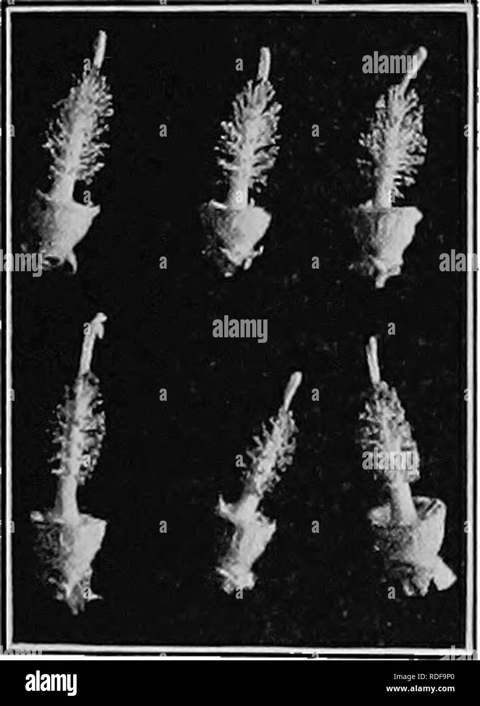 Five free sepals hi-res stock photography and images - Alamy