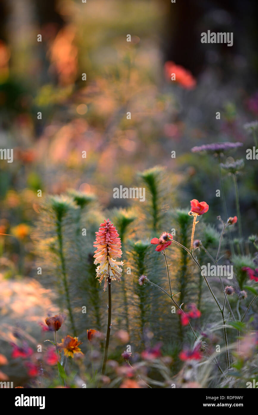 Kniphofia echo rojo,orange flowers,Inulanthera calva,foliage plant ...