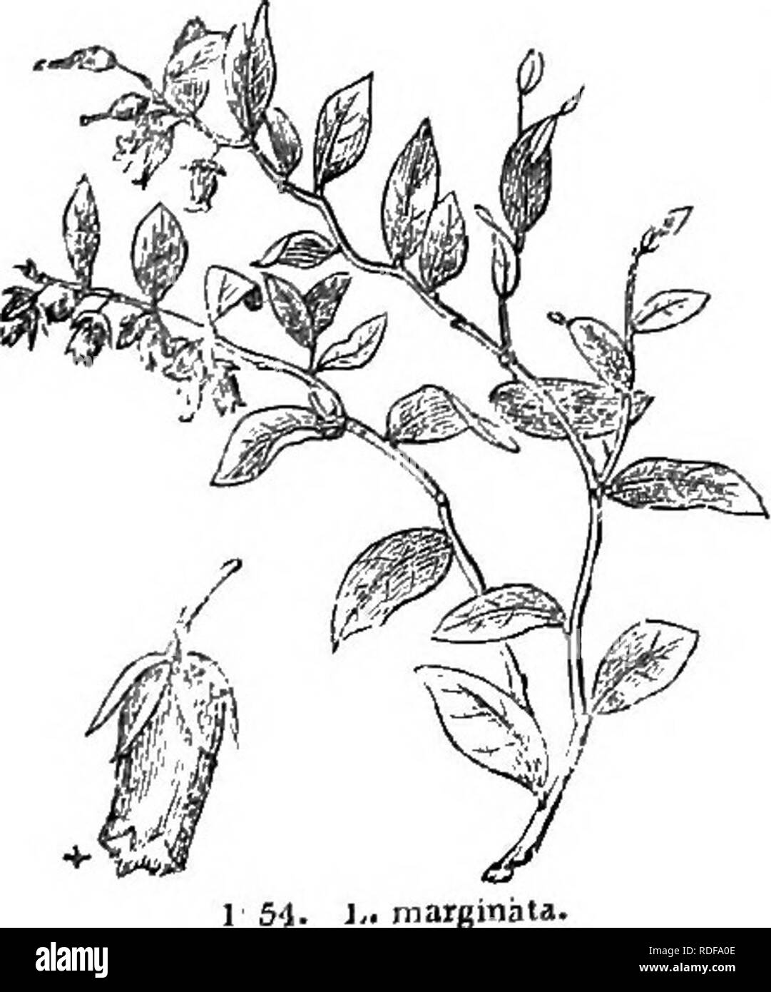 Acicular leaves hi-res stock photography and images - Alamy