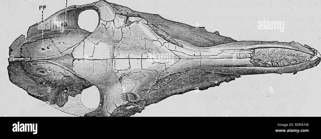 Perissodactyla order Black and White Stock Photos & Images - Alamy