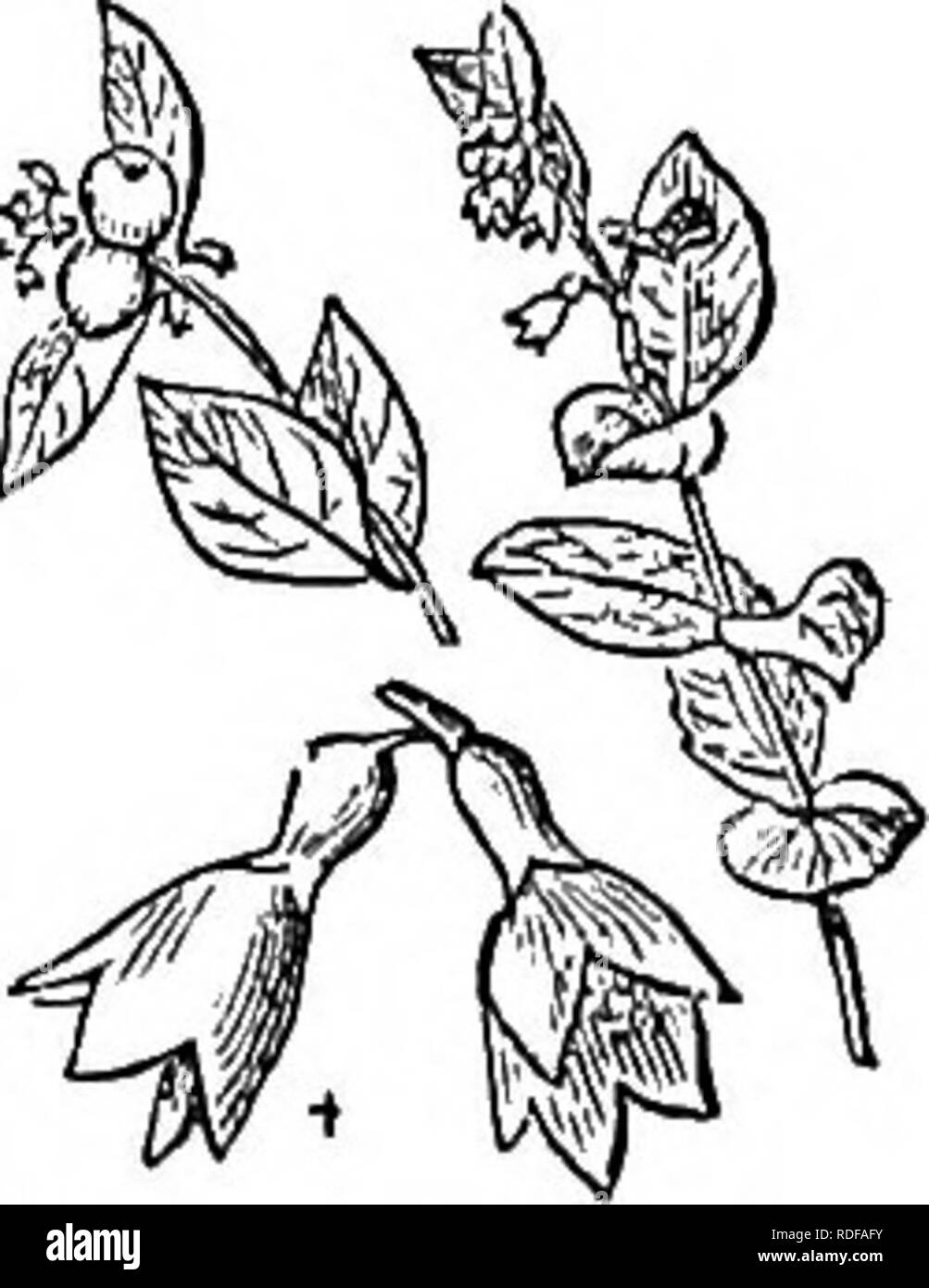 . Trees and shrubs : an abridgment of the Arboretum et fruticetum ...