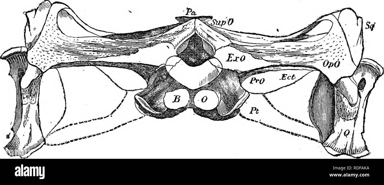 Clidastes propython hi-res stock photography and images - Alamy
