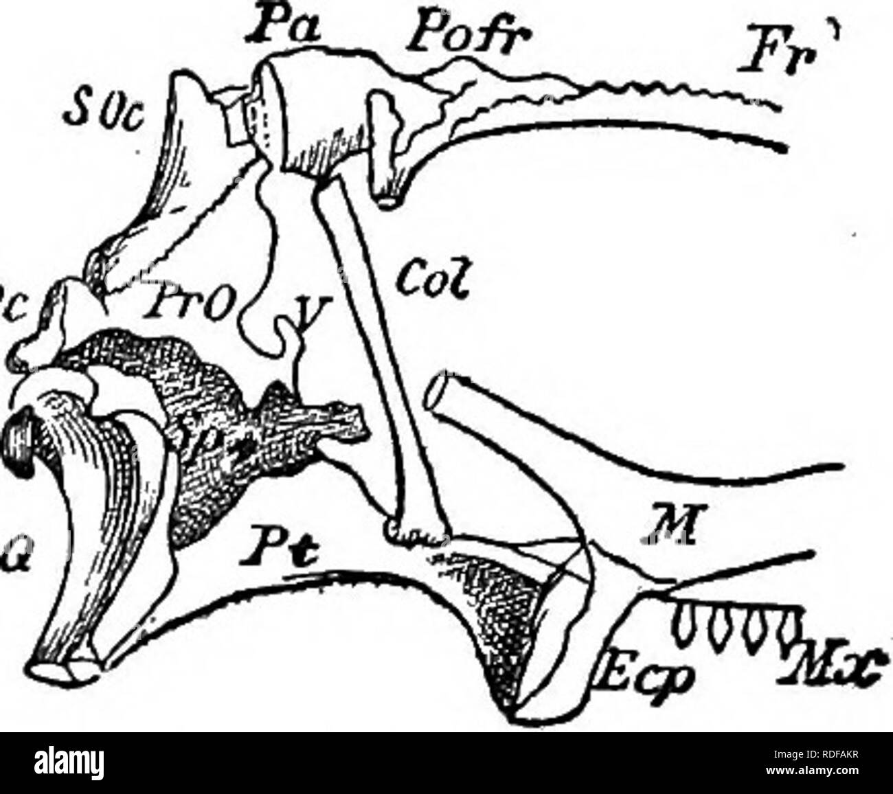 . Cope papers, 1871-[1897. Zoology; Paleontology. 216 B. NATUEAL ...