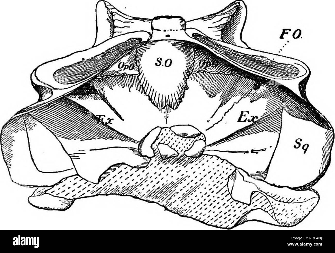 Squamosal suture of parietal bone hi-res stock photography and images ...