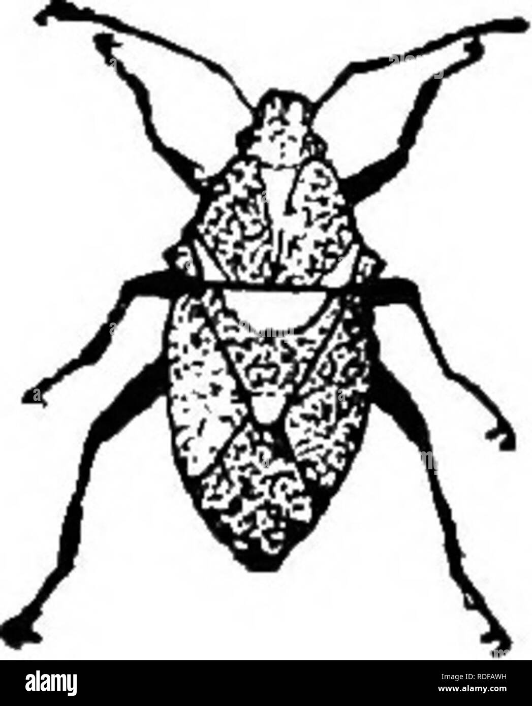 Sword like beak Black and White Stock Photos & Images - Alamy