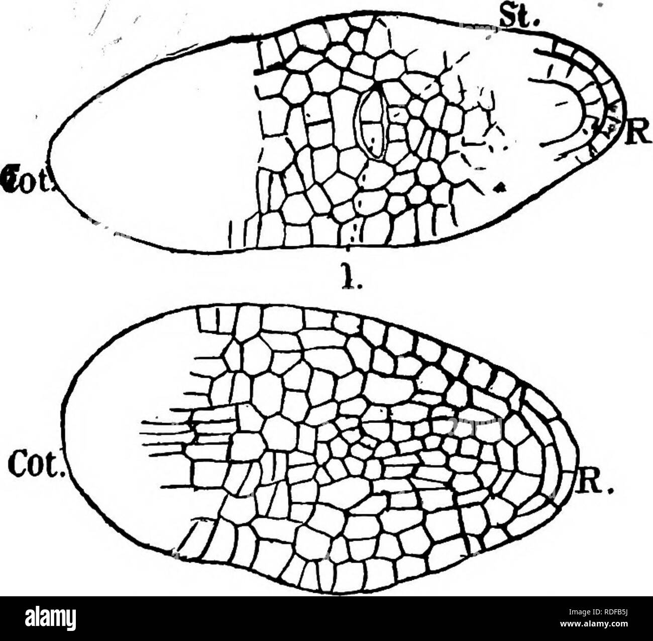. The structure and development of mosses and ferns (Archegoniatae ...