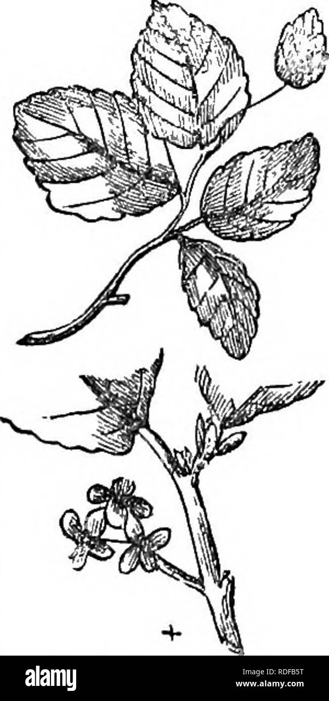 Tetrandria hi-res stock photography and images - Alamy