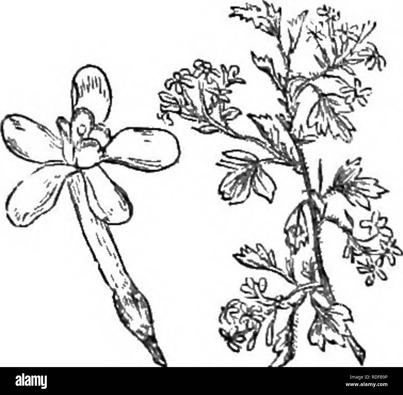 Reflexed petals Cut Out Stock Images & Pictures - Alamy