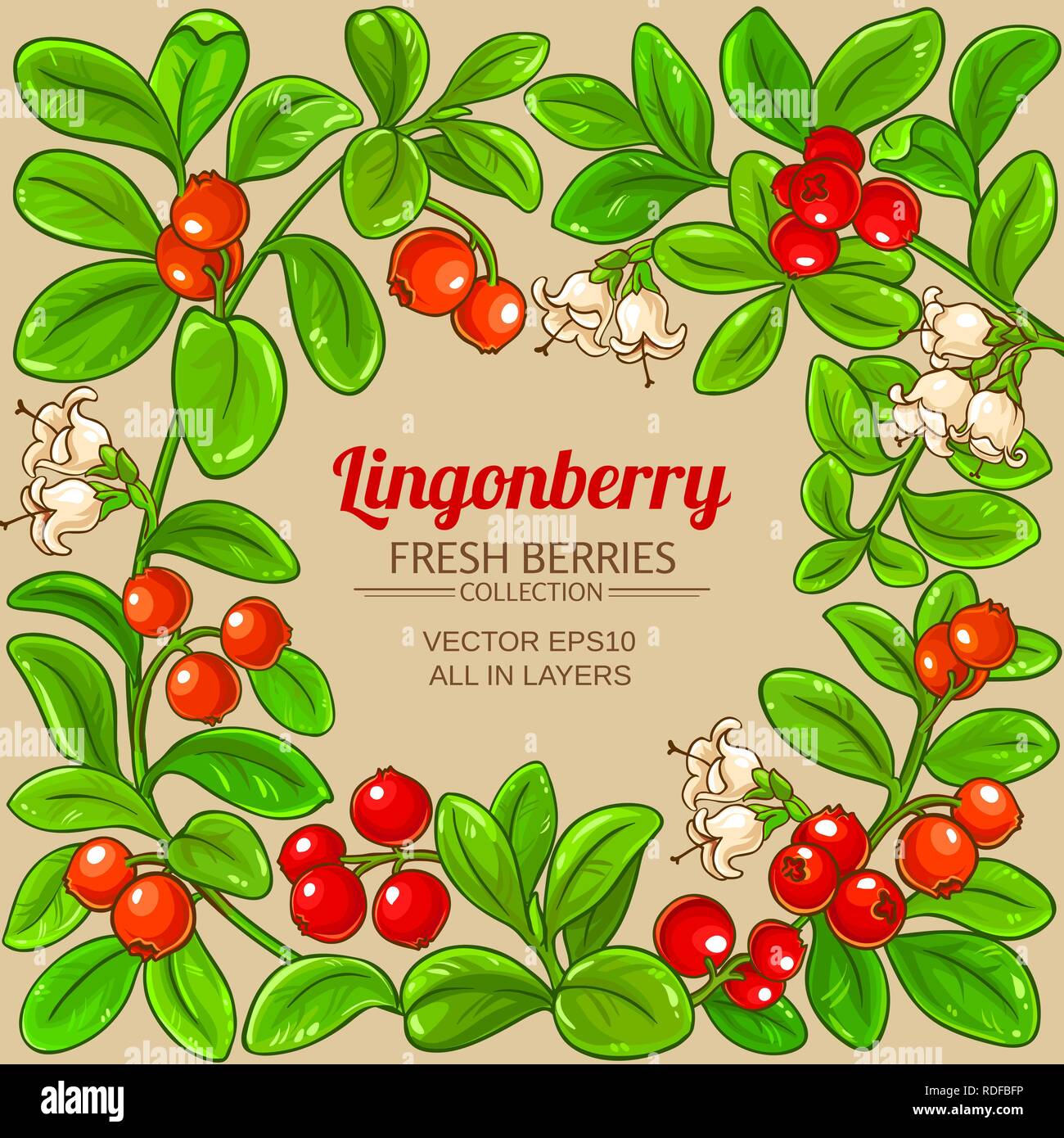 lingonberry vector frame on color background Stock Vector Image & Art ...