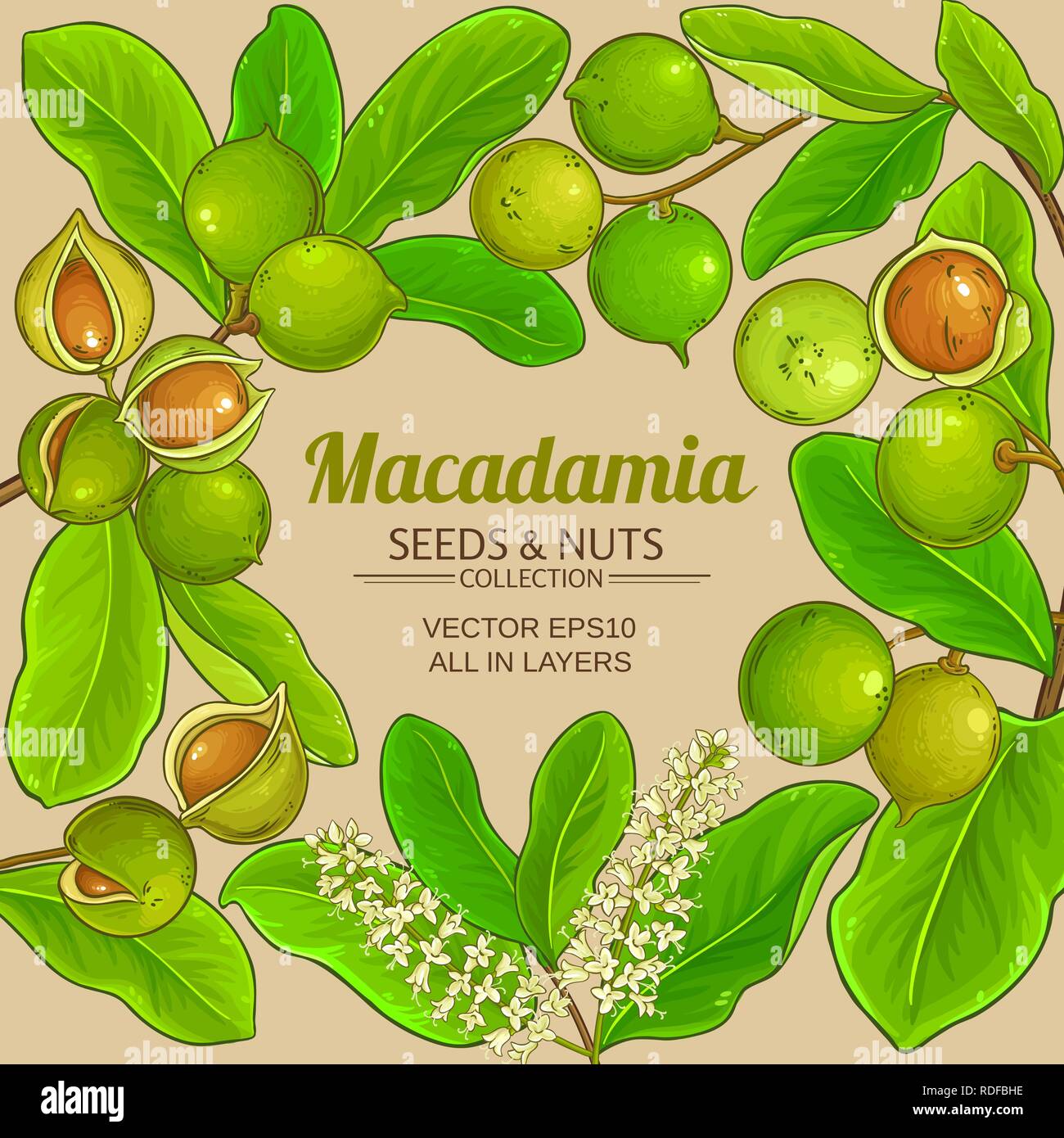 macadamia vector frame on color background Stock Vector Image & Art - Alamy