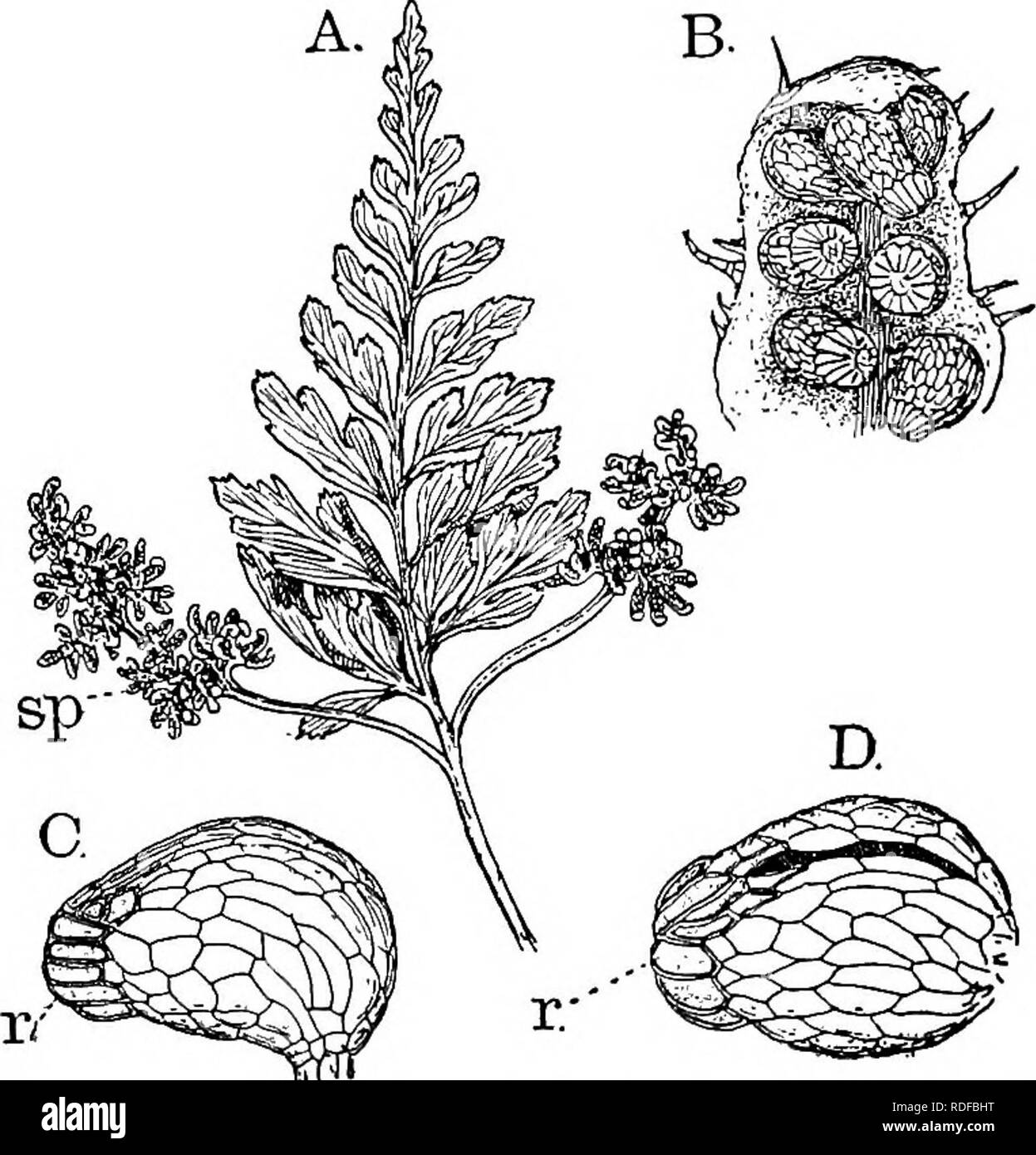 . The structure and development of mosses and ferns (Archegoniatae ...