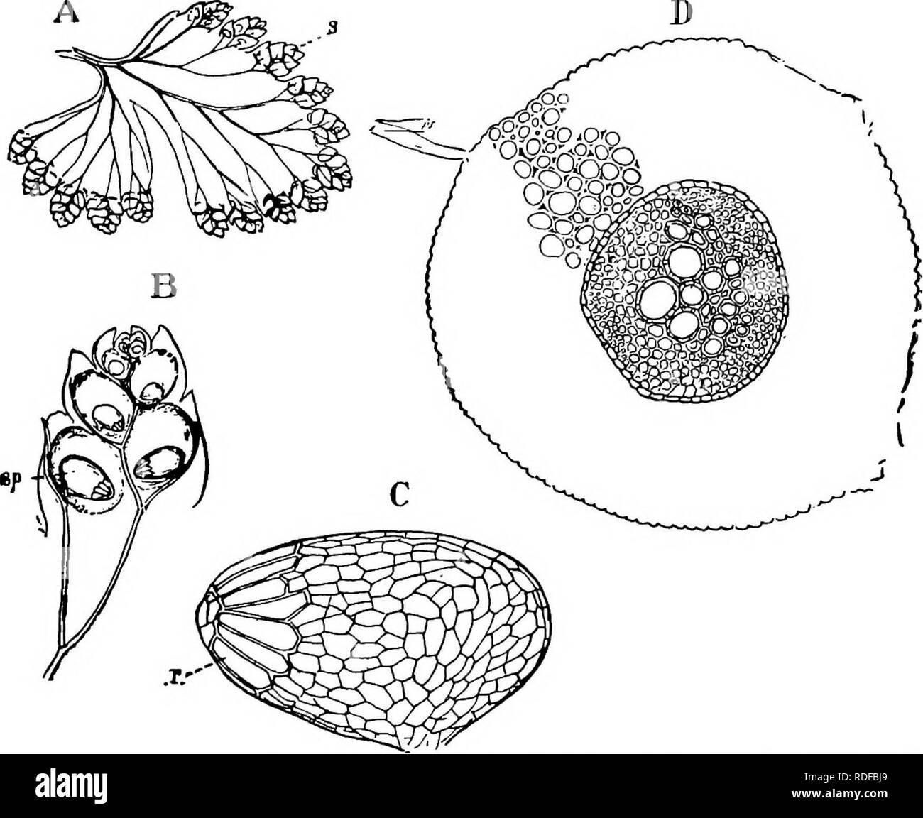 Gleichenia High Resolution Stock Photography and Images - Alamy