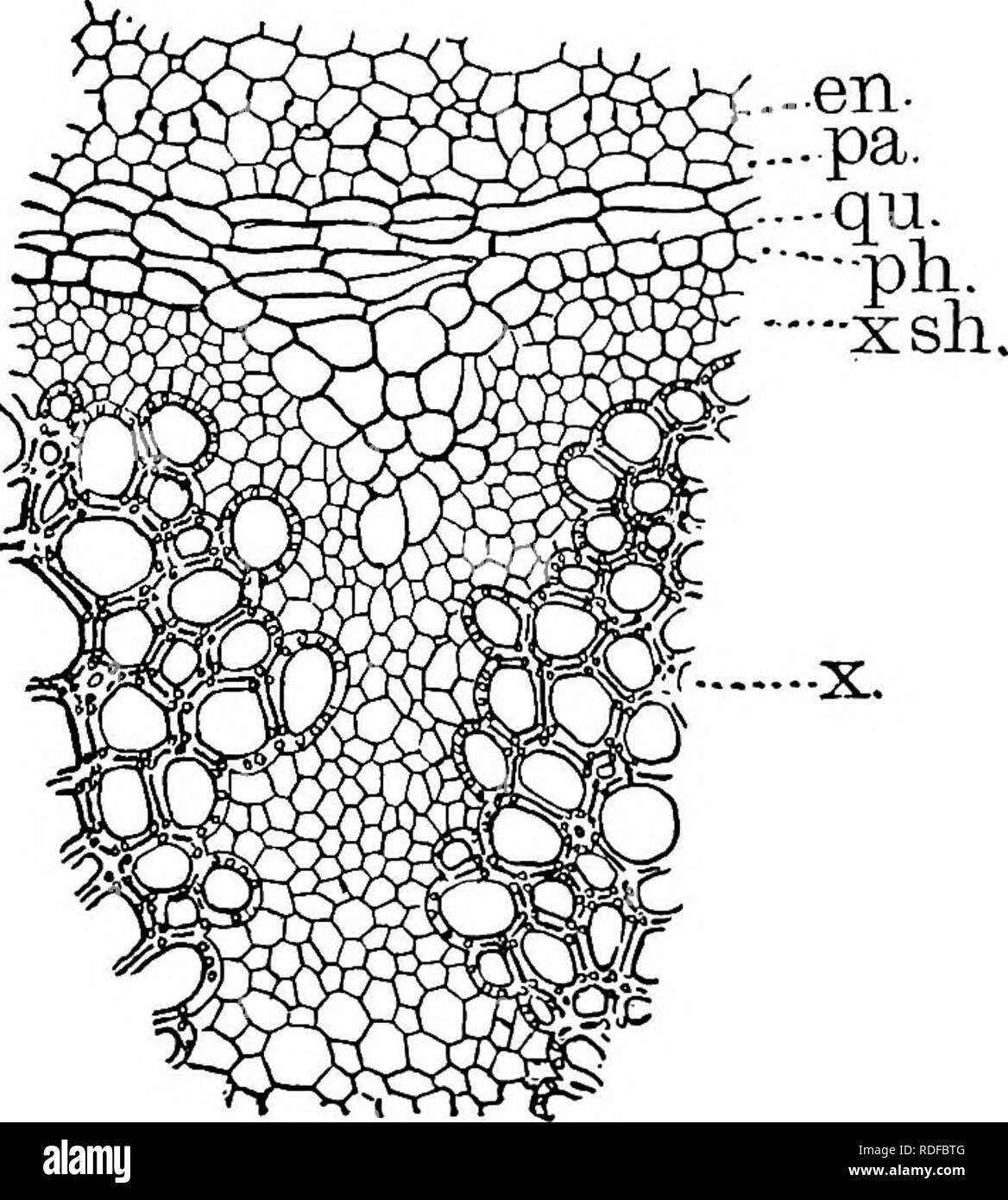 . The structure and development of mosses and ferns (Archegoniatae ...