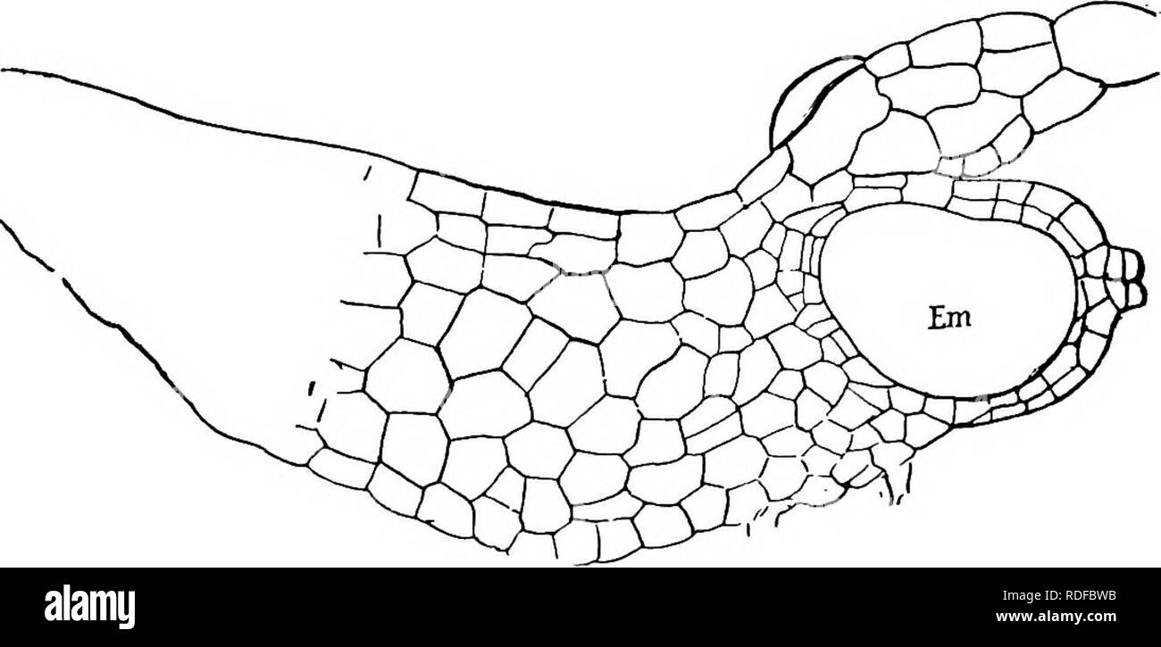 . The structure and development of mosses and ferns (Archegoniatae ...