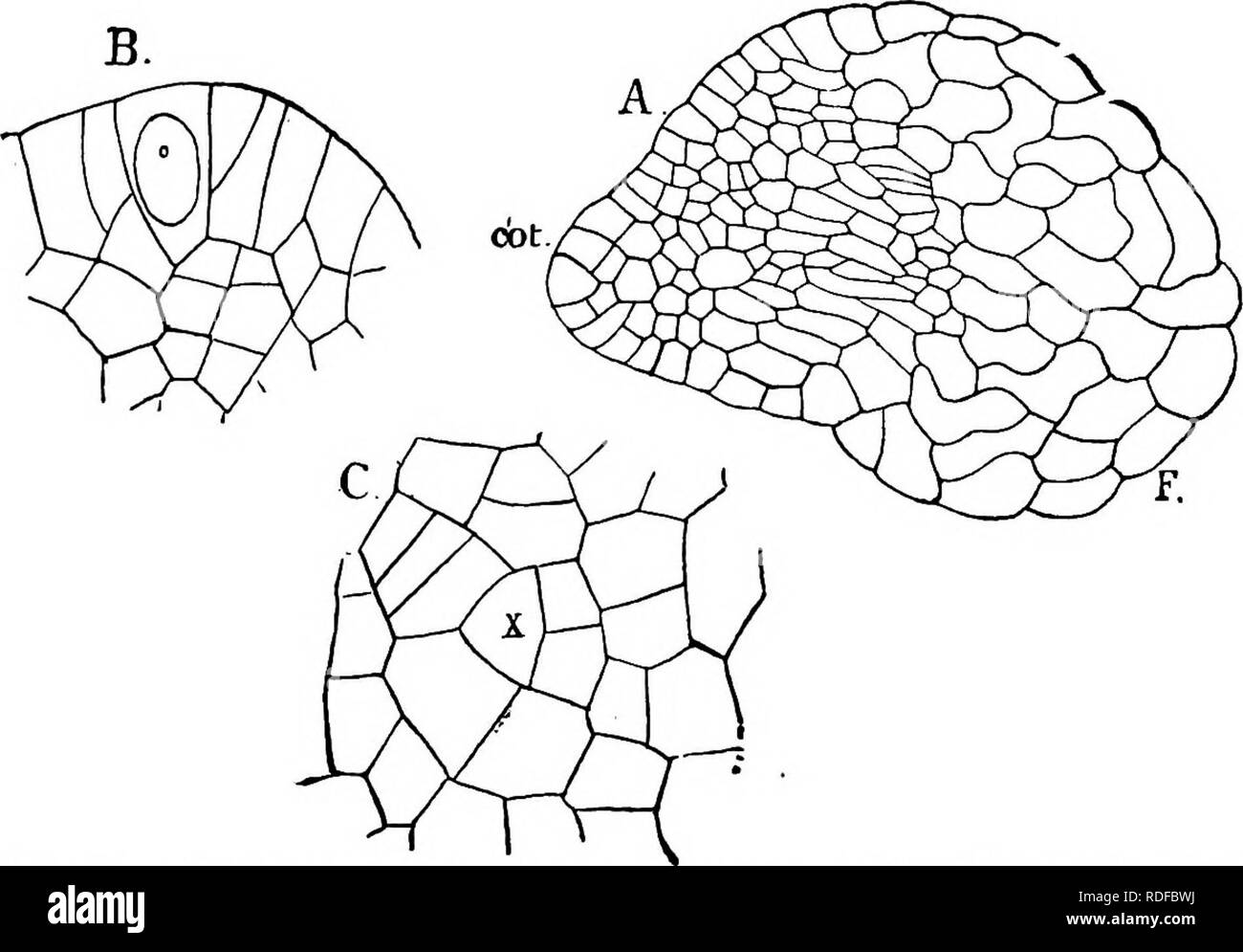 Transverse section of a plant root hi-res stock photography and images ...