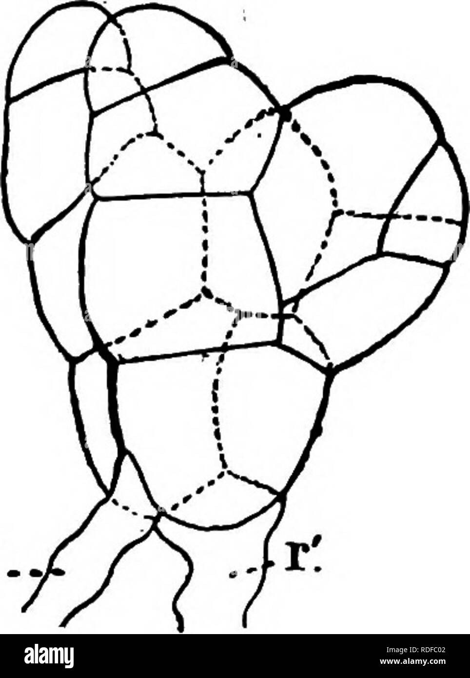 . The structure and development of mosses and ferns (Archegoniatae ...