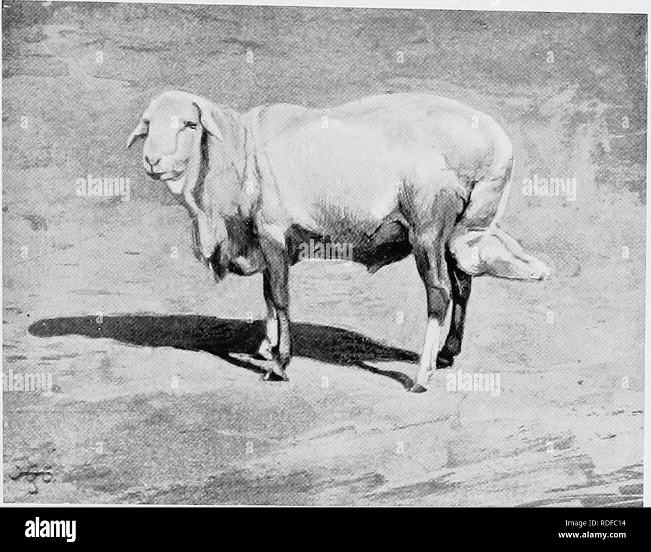 Bahima hi-res stock photography and images - Alamy