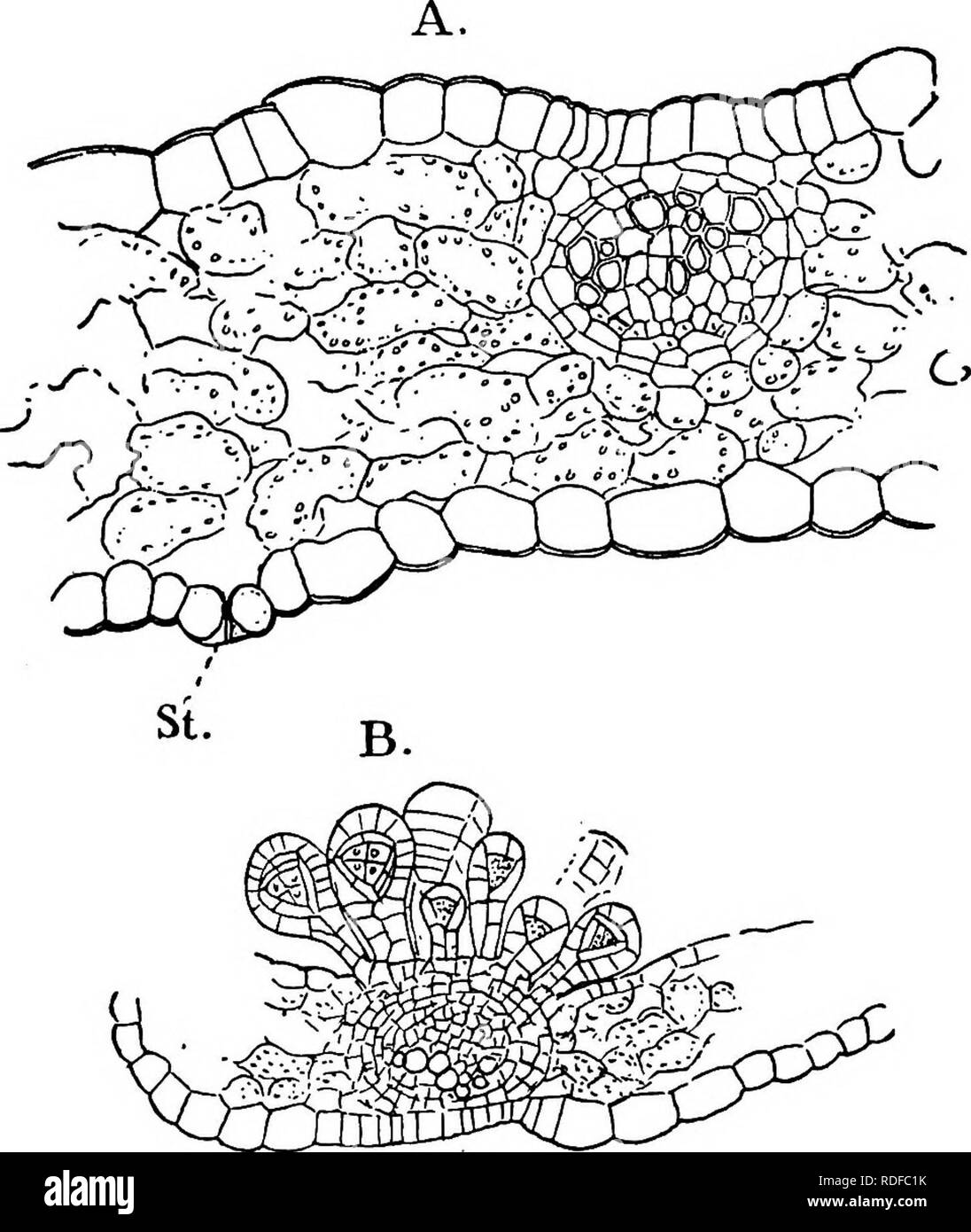 Sporangia polypodium Black and White Stock Photos & Images - Alamy