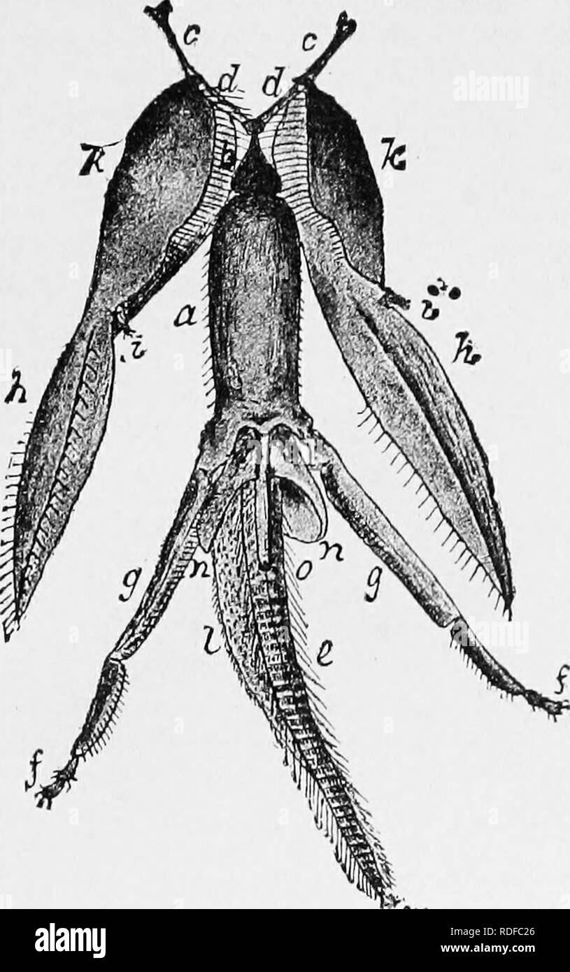 Maxillary galea hi-res stock photography and images - Alamy