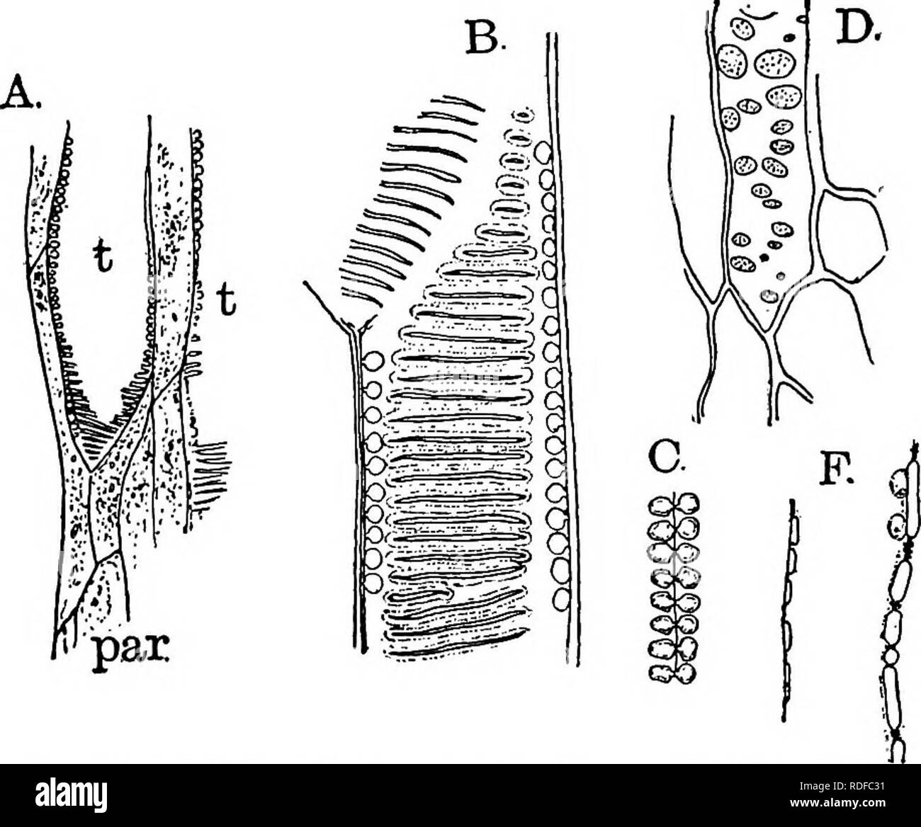 Phloem sieve cells hi-res stock photography and images - Alamy