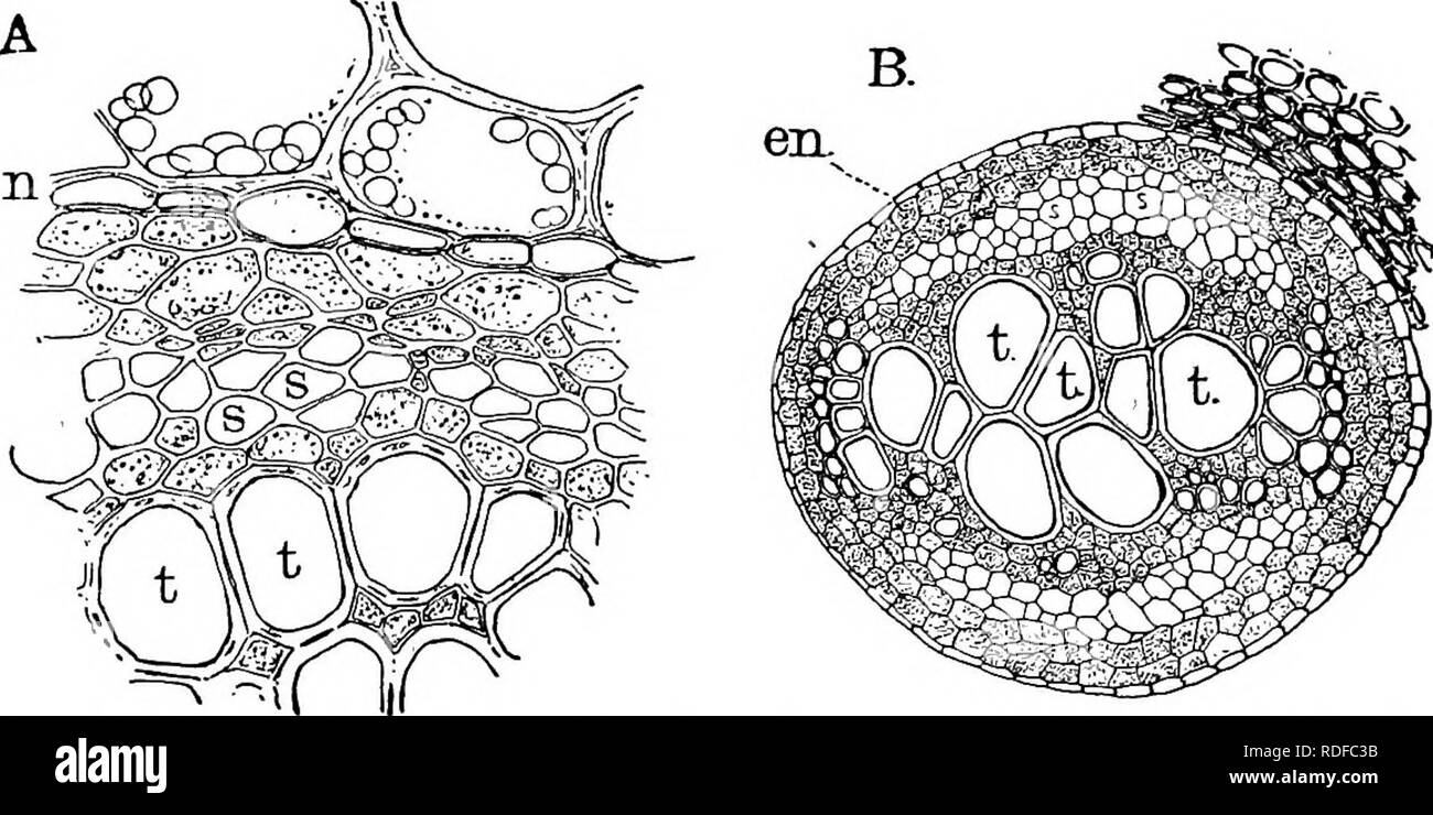 Tracheids Cross Section
