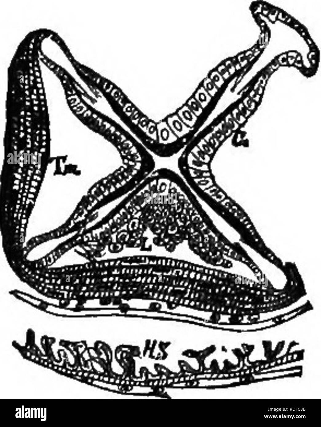 . The bee-keeper's guide : or Manual of the apiary . Bee culture; Bees ...