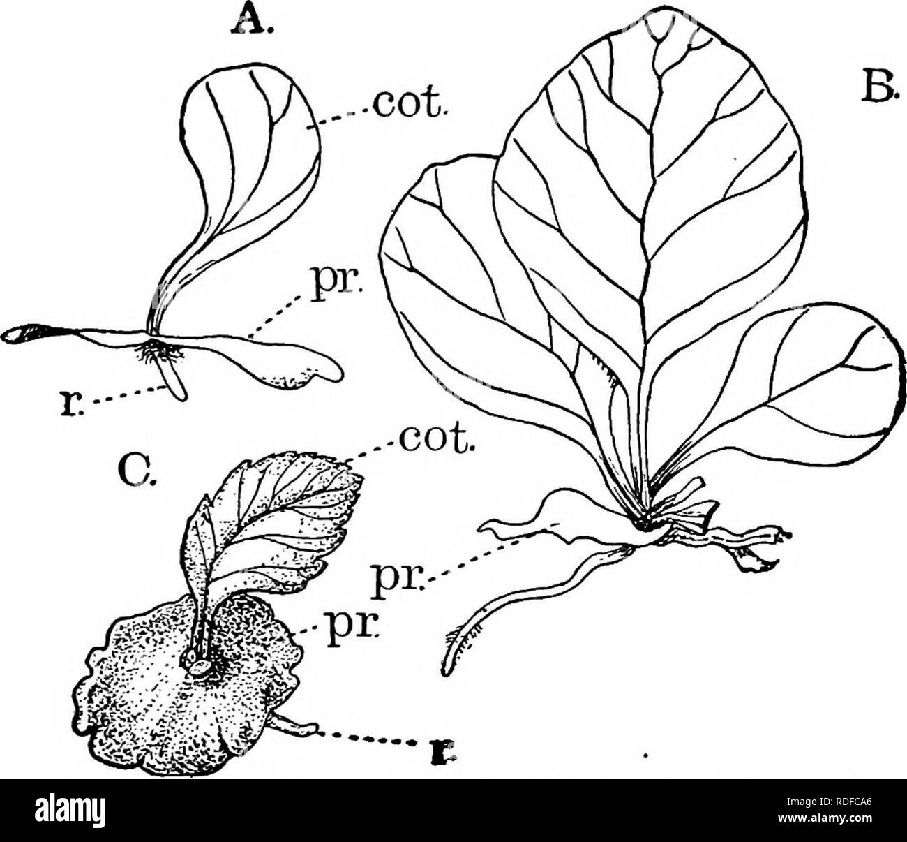 Tracheids High Resolution Stock Photography and Images - Alamy