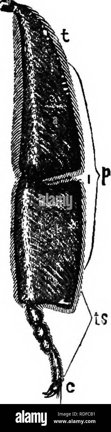 Tarsal glands hi-res stock photography and images - Alamy