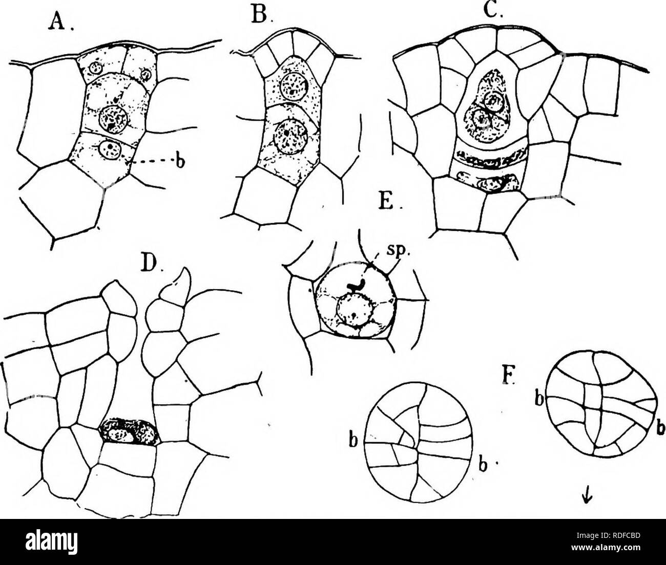 . The structure and development of mosses and ferns (Archegoniatae ...