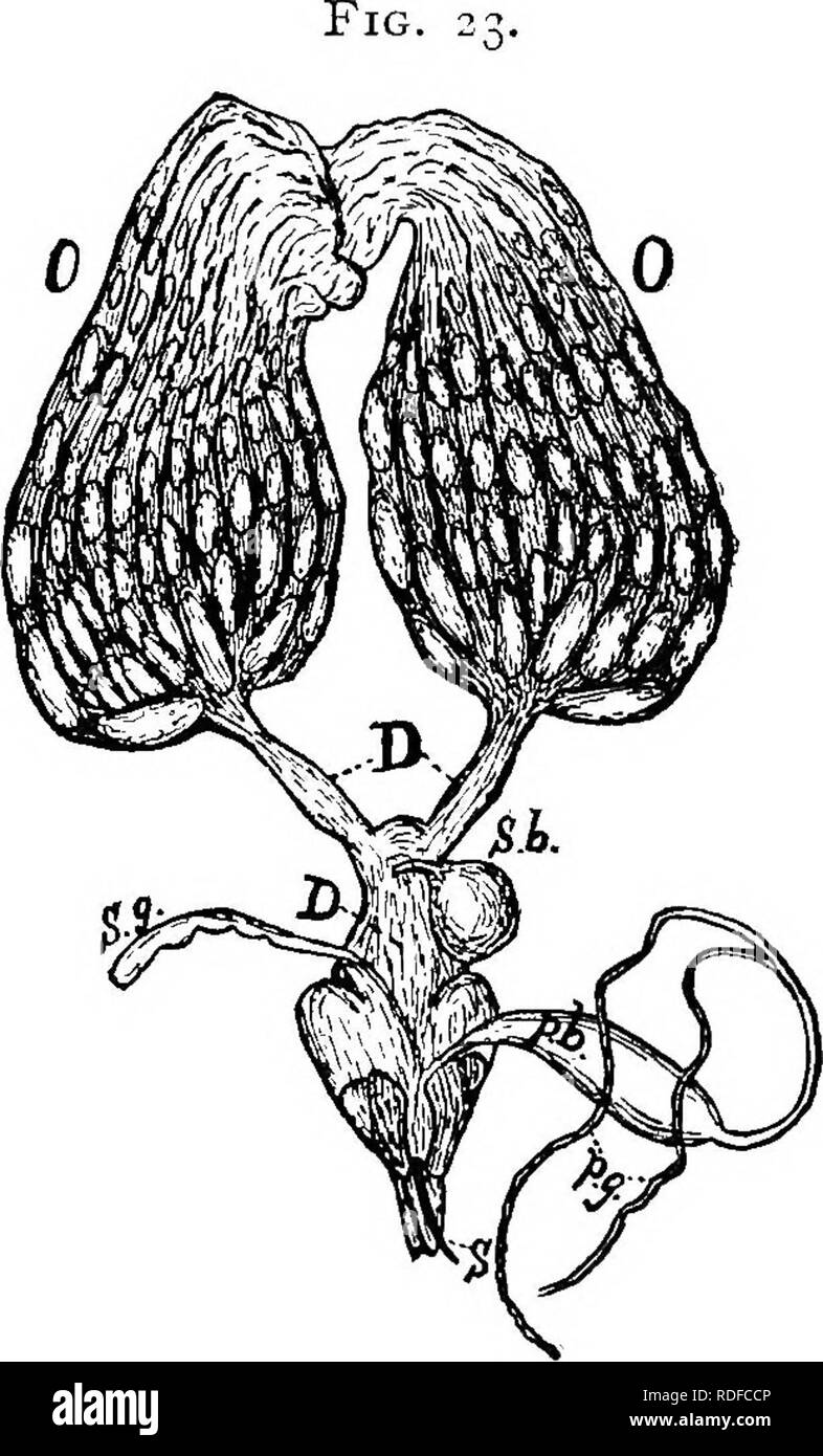 . The bee-keeper's guide : or Manual of the apiary . Bee culture; Bees ...