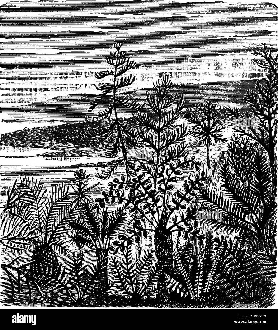 Trias cretaceous Black and White Stock Photos & Images - Alamy