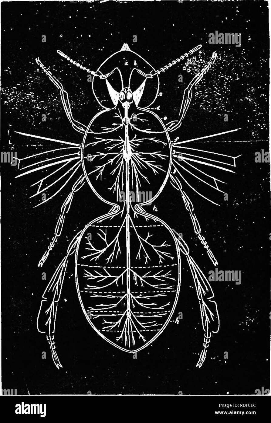 . The bee-keeper's guide : or Manual of the apiary . Bee culture; Bees ...