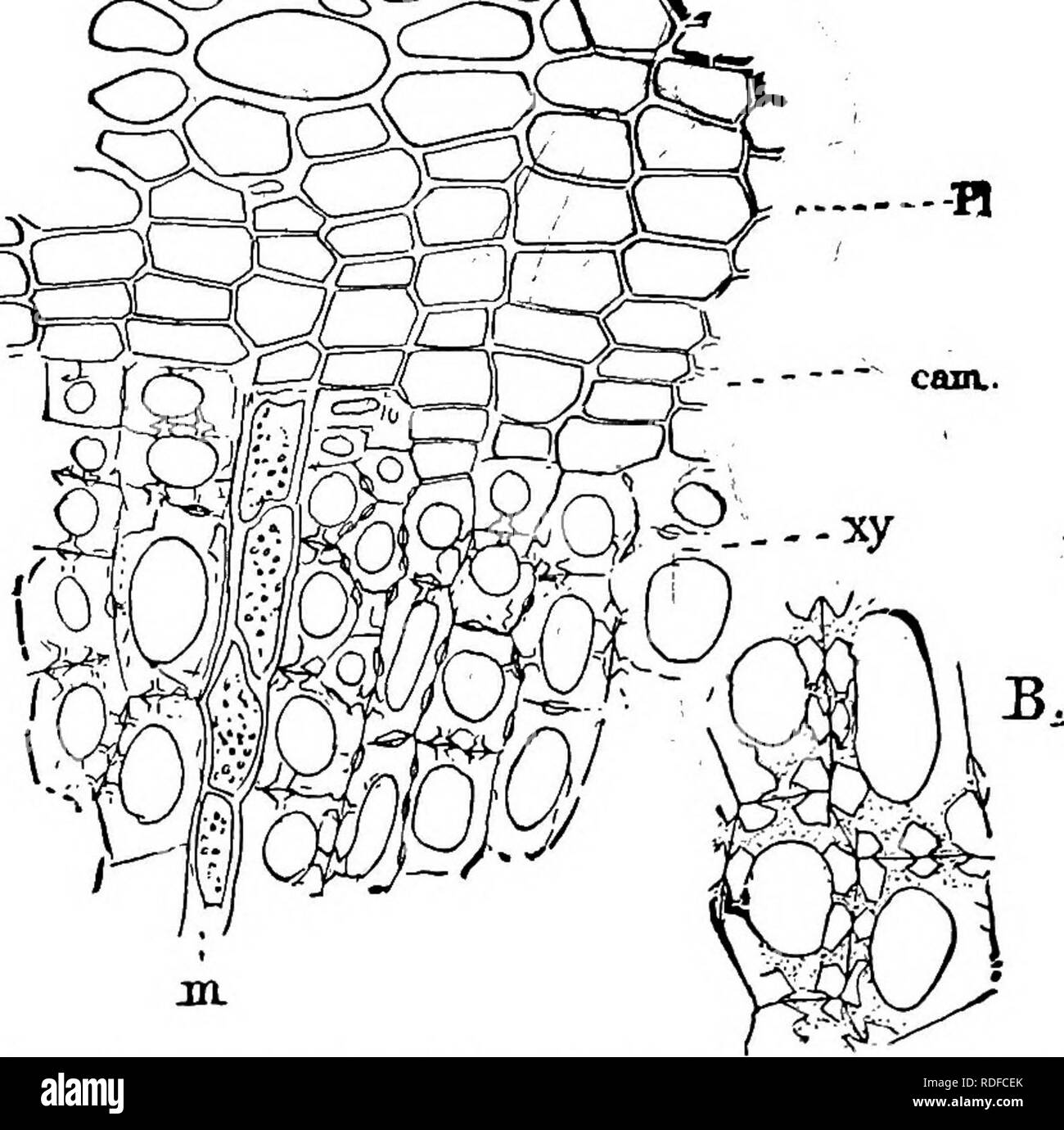 . The structure and development of mosses and ferns (Archegoniatae ...