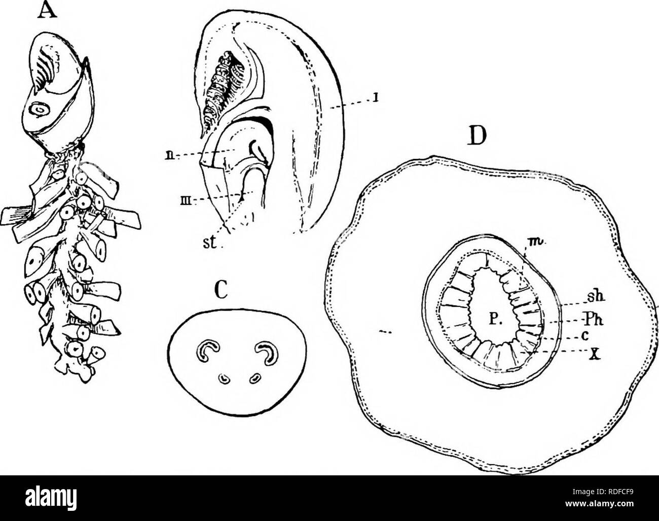 . The structure and development of mosses and ferns (Archegoniatae ...