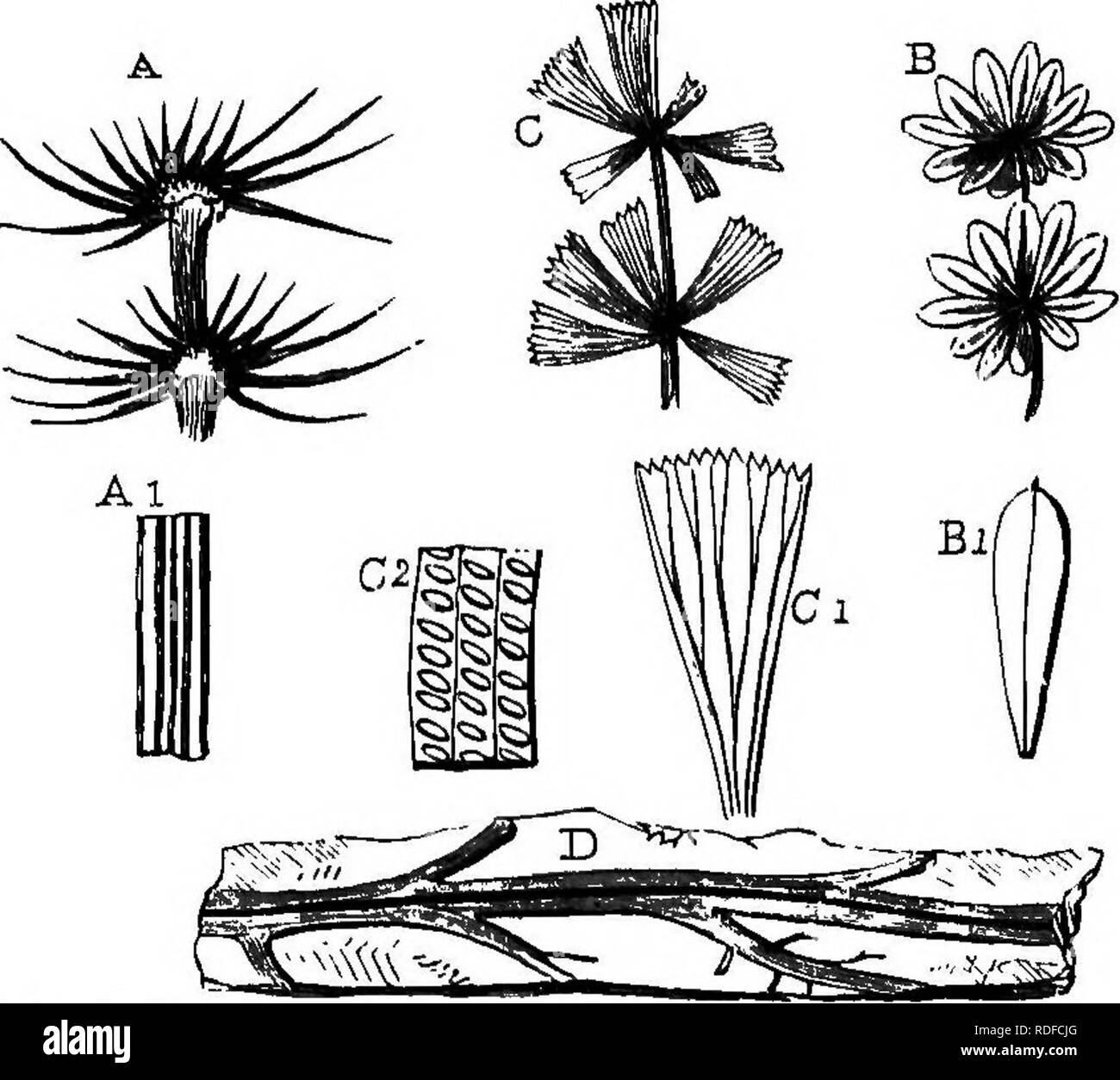 . The geological history of plants. Paleobotany; 1888. 122 THE ...