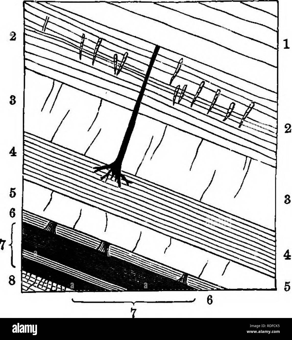 . The geological history of plants. Paleobotany; 1888. 118 THE ...