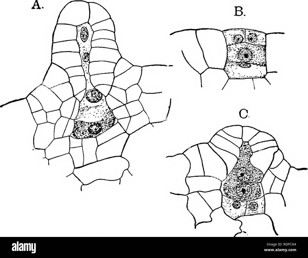 . The structure and development of mosses and ferns (Archegoniatae ...