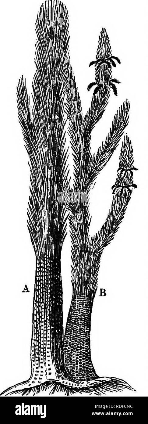 . The geological history of plants. Paleobotany; 1888. 112 THE ...