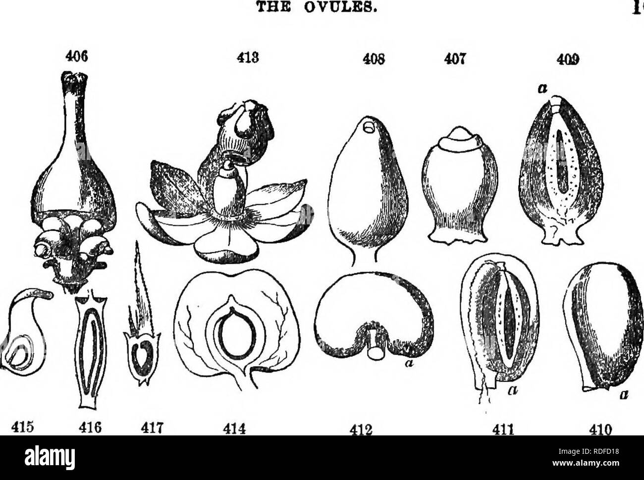 . Class-book of botany : being outlines of the structure, physiology ...