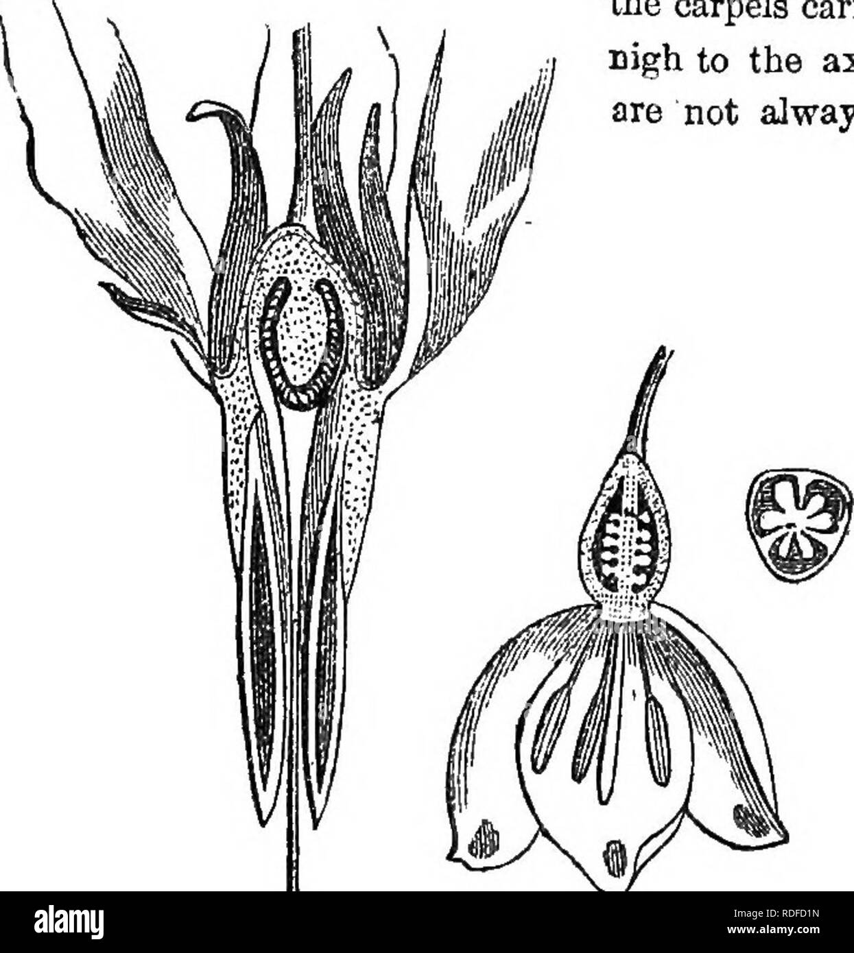 Lilium Locule