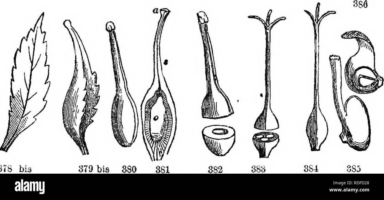. Class-book of botany : being outlines of the structure, physiology ...